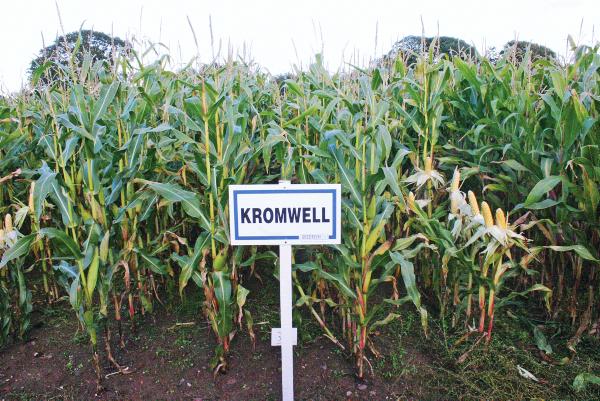 Good new maize varieties at Goldcrop and SeedTech - Premium
