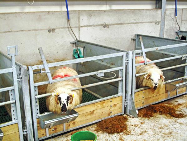 Teagasc Athenry starts hill lamb trial - 30 October 2013 Premium