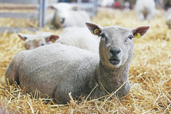 Part I: Feeding ewes during late pregnancy - Forage quality - Premium