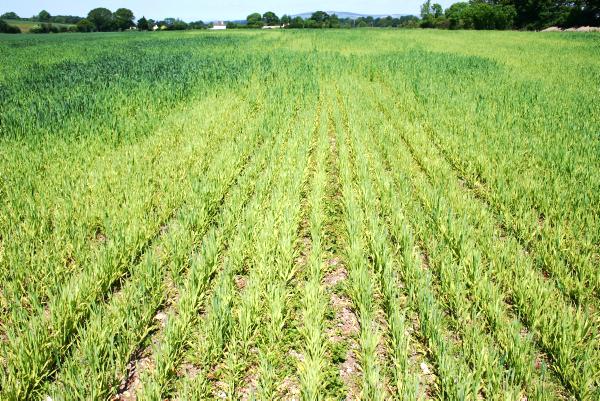 The challenge of in-field variability - Premium