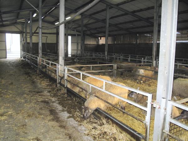 Gearing up for a busy lambing in Athenry - Premium
