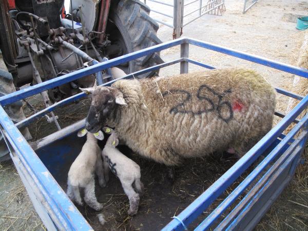 Gearing up for a busy lambing in Athenry - Premium