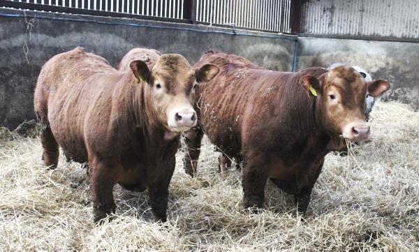 Facing up to the value of breeding figures - Premium