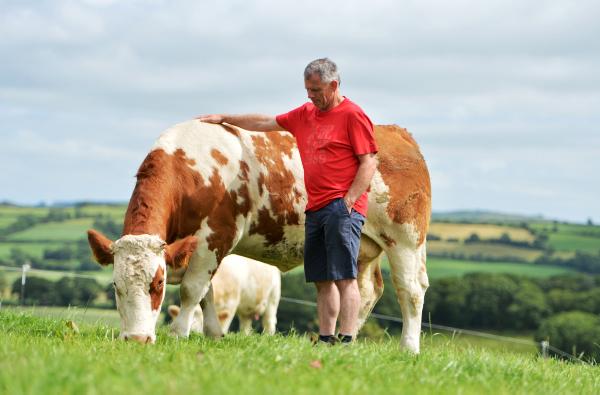 BETTER Farm preview - 100% AI breeding on spring calving herd in Cork ...