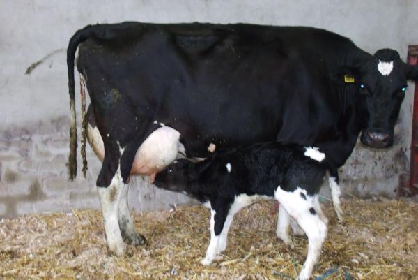 Back to the routine of managing calved cows - Premium