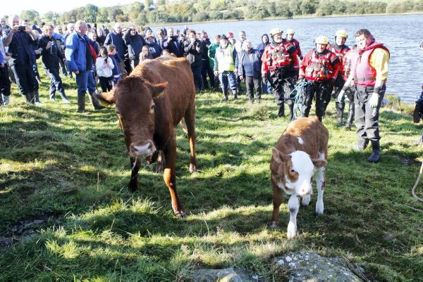 Missing cow safely returned to mainland - Free