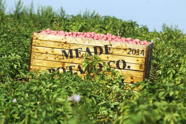 Meet the producer: Eleanor Meade on bringing Irish frozen chips to ...