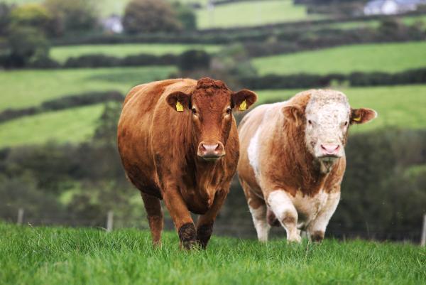 ICBF Active Dairy Bull List – Autumn 2014 - Premium