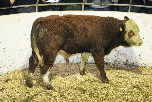Mart prices in pictures: Quality stock hold firm at Kilcullen mart
