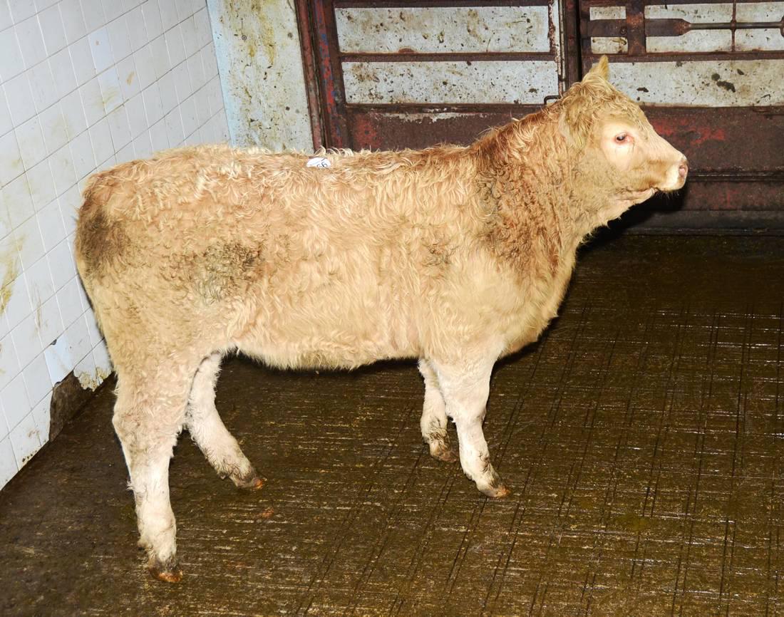 Demand for quality cattle remains firm - Free