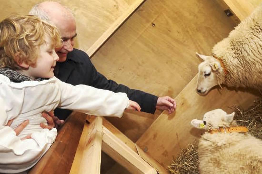 Live animal crib in Dublin to raise money for homeless - Free