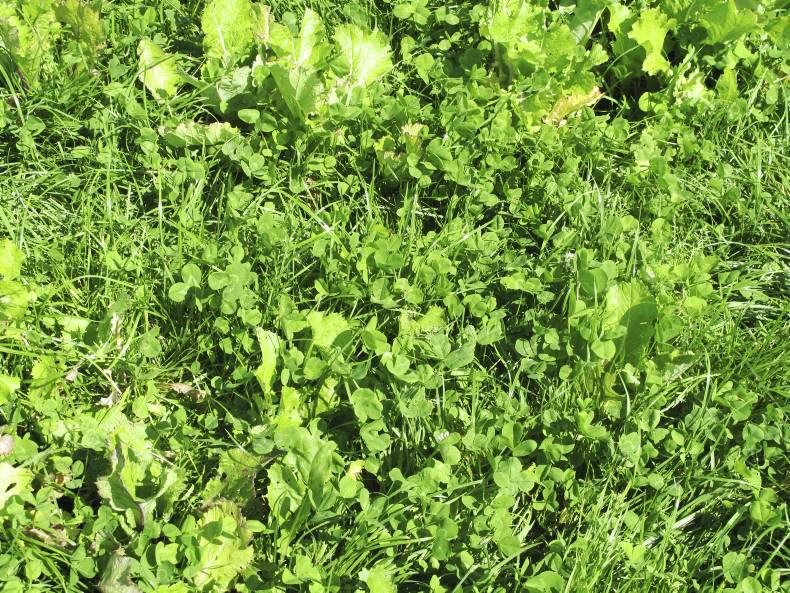 Irish Farmers Journal – For the Latest Farming News in Ireland