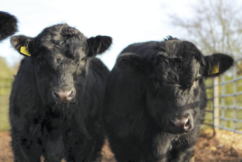 Speciality schemes are in place with several Irish beef factories - Premium