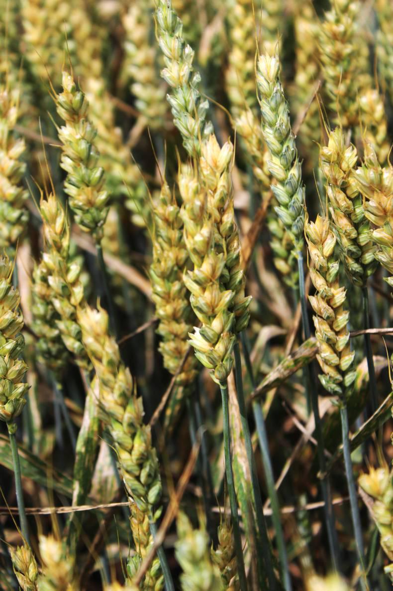 Crop varieties for 2016 and beyond - Premium