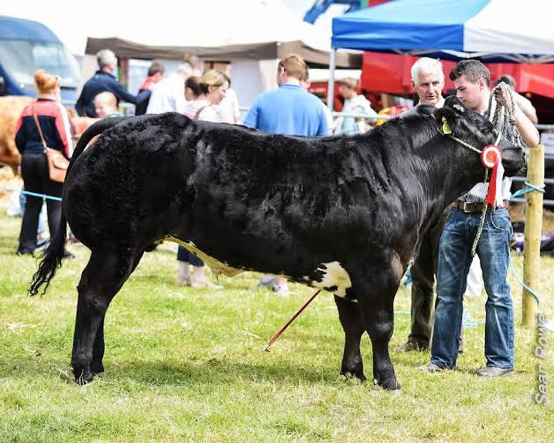 Fierce Parthenaise contest at Bannow Show - Free