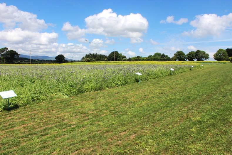 Considering catch crops for soil improvement