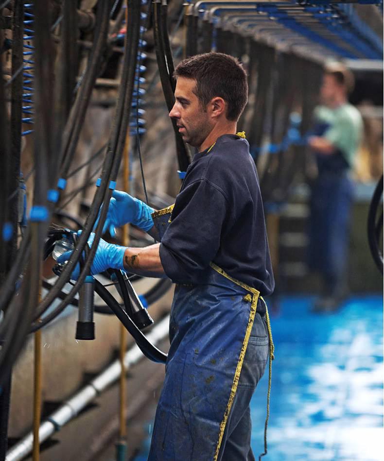 Dairy Know-How: Proper milking routine - Premium