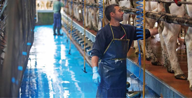 Dairy Know-How: Proper milking routine - Premium