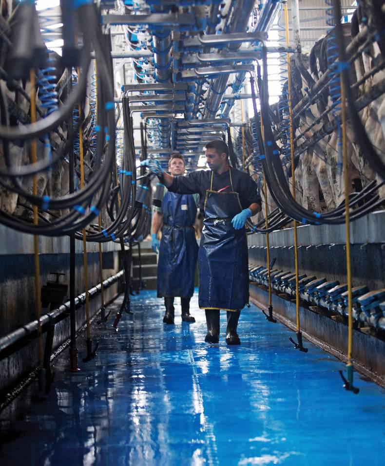 Dairy Know-How: Proper milking routine - Premium