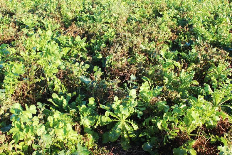 More To Catch Crops Than Just Species 29 July 2015 Premium more-to-catch-crops-than-just-species-29-july-2015-premium