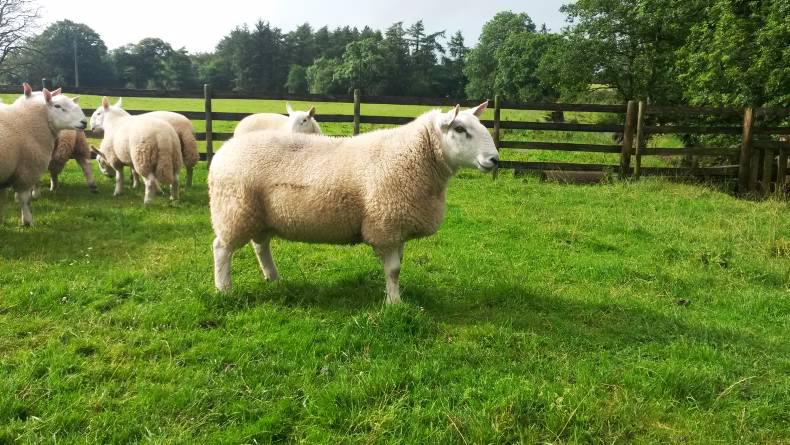 Enthusiasm for Cheviots in Co Fermanagh