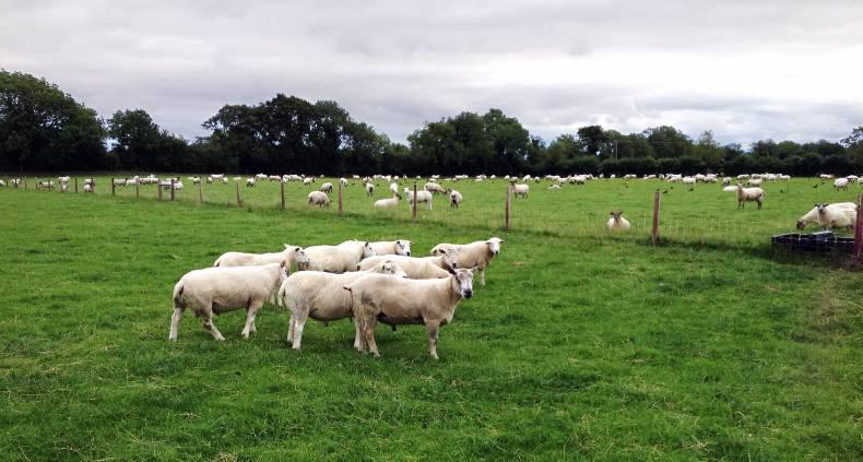 Farmer writes: The ram is half the flock - Free