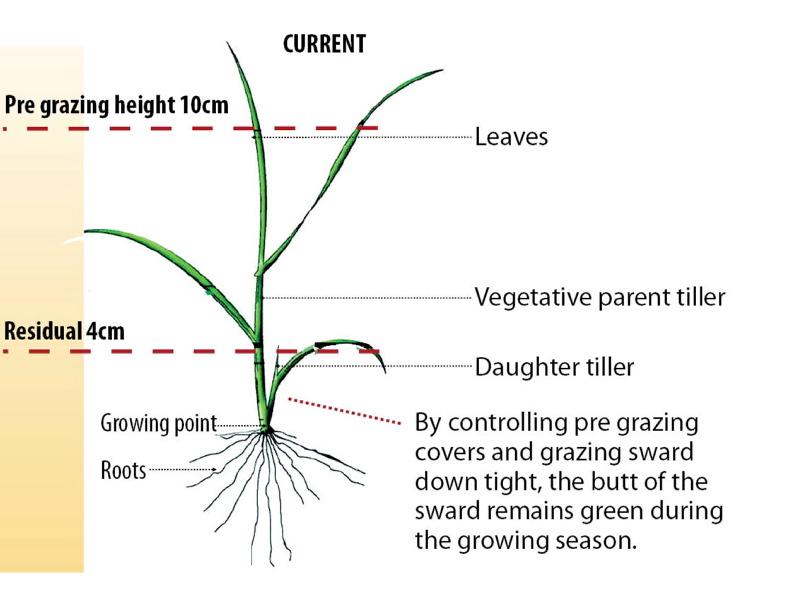 Irish Farmers Journal – For the Latest Farming News in Ireland