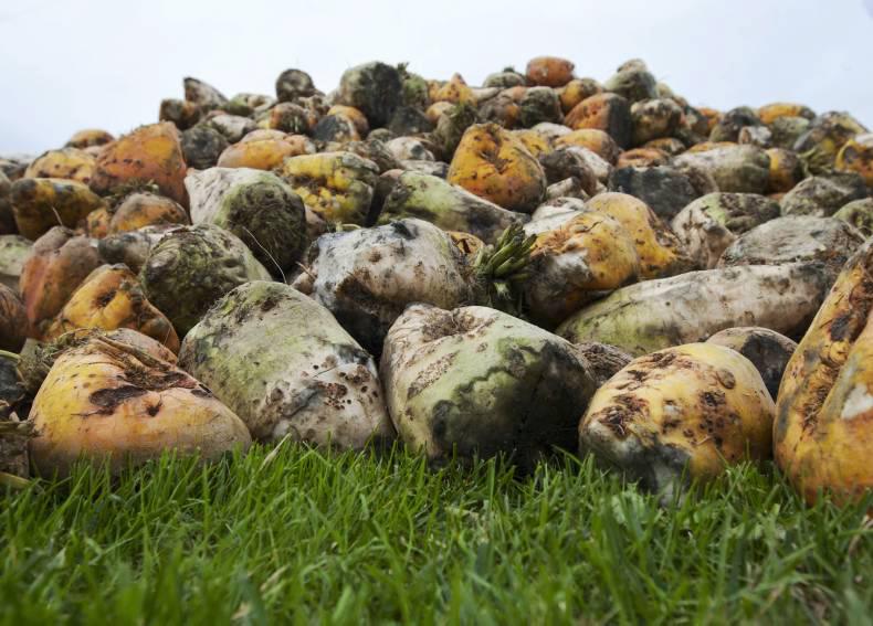 A clean beet adds value in the ration - Premium