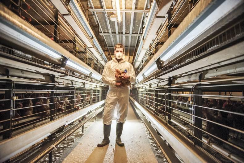 My farming week: Richard McGuinness, Ardee, Co Louth - Free