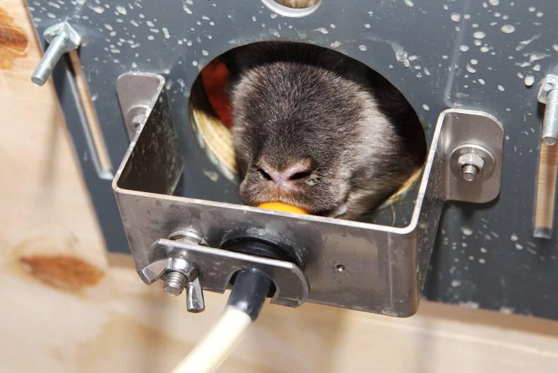 Ewe colostrum delivers higher lamb performance - Premium