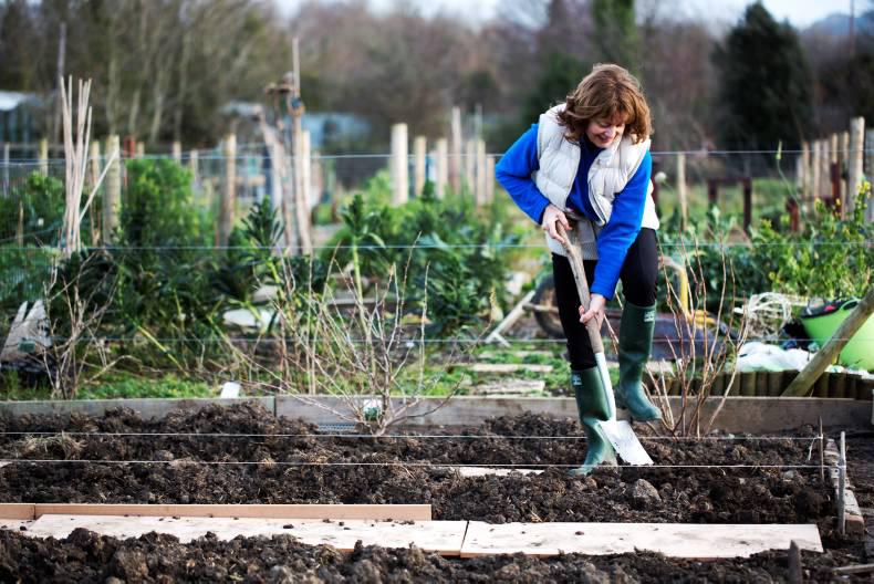 The 15 minute gardener: Life on the allotment... and a leek tart - Premium