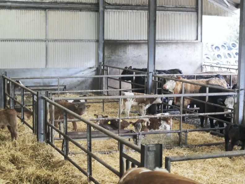 On the ground with Patrick Drohan: Balancing calving date and grass supply