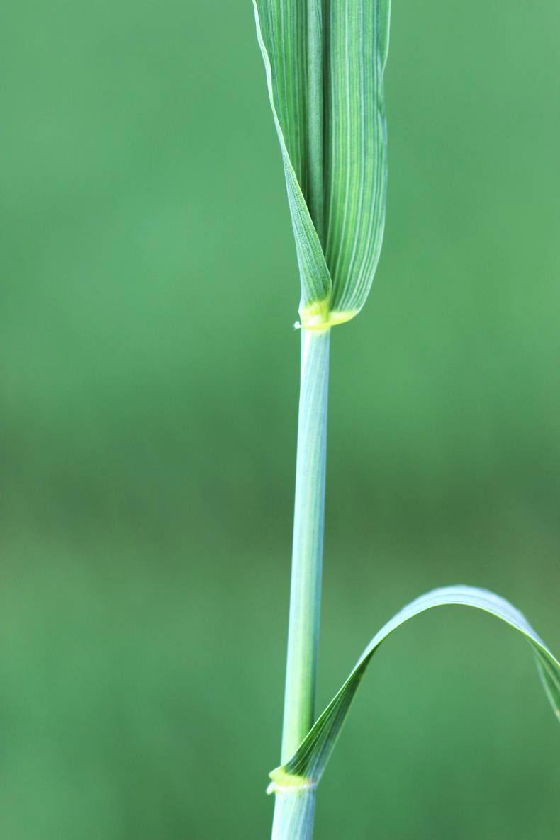 Heat drives plant growth in fields - Premium