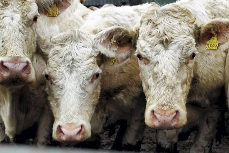 Farmers can attend two Knowledge Transfer group