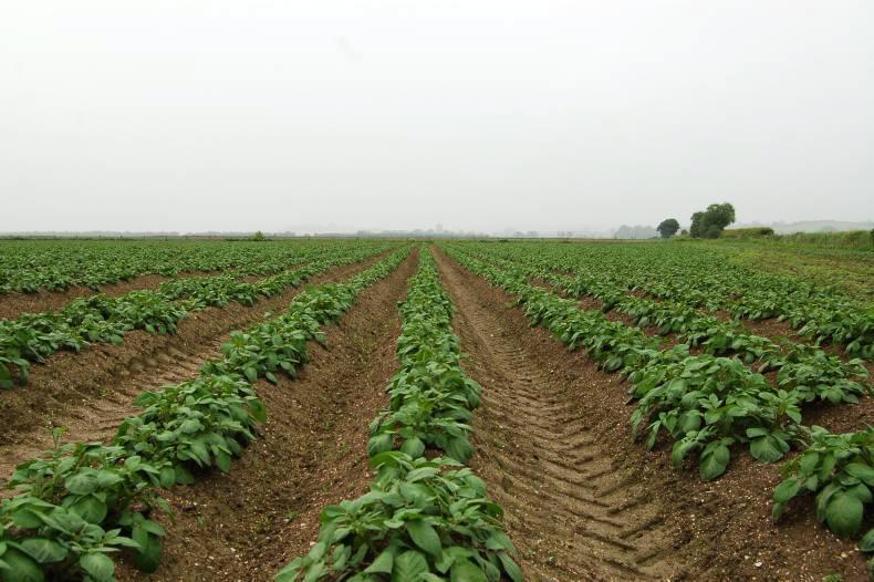 Property: one of the biggest estates in the country - Premium