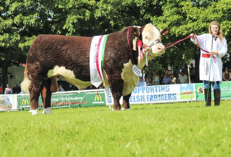 Royal Welsh Show: Hereford bull makes it two from two - Premium