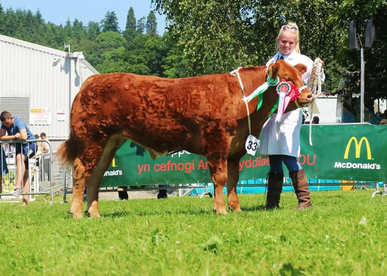 Supreme Welsh dairy champion goes to the Holstein ring - Premium