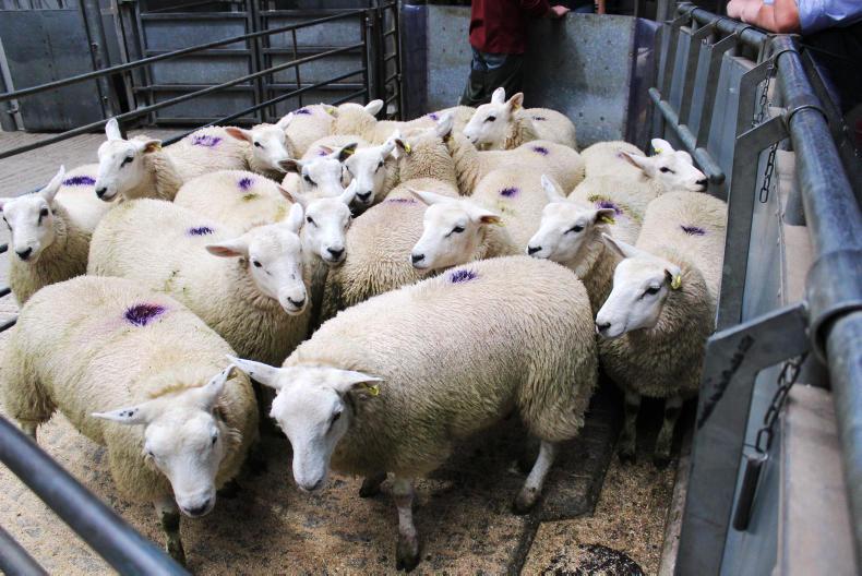 Lamb prices holding steady - Premium