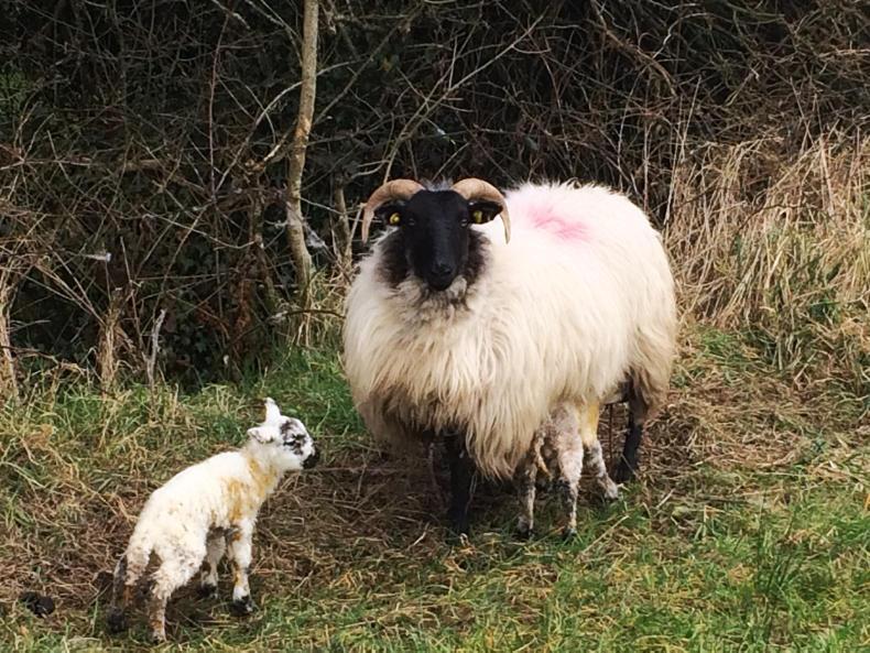 Is your breeding policy as good as it could be? - Free