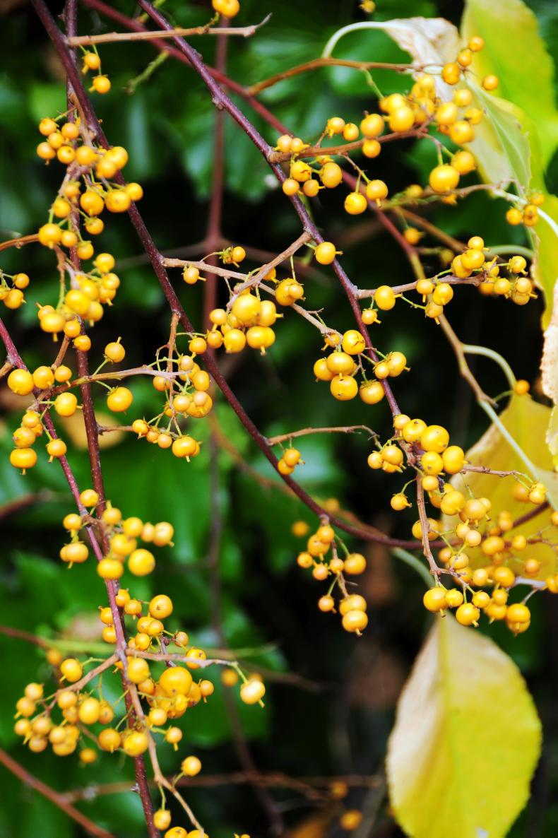 Bittersweet vine - Premium