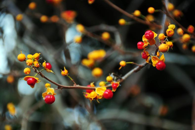 Bittersweet vine - Premium