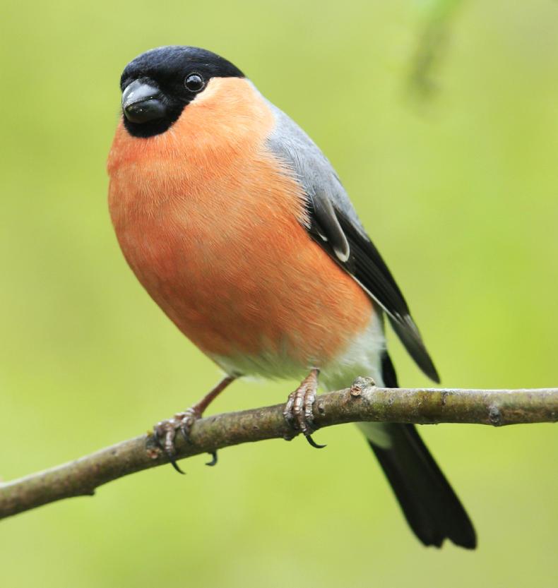 Say hello to the exotic ivy family - Premium