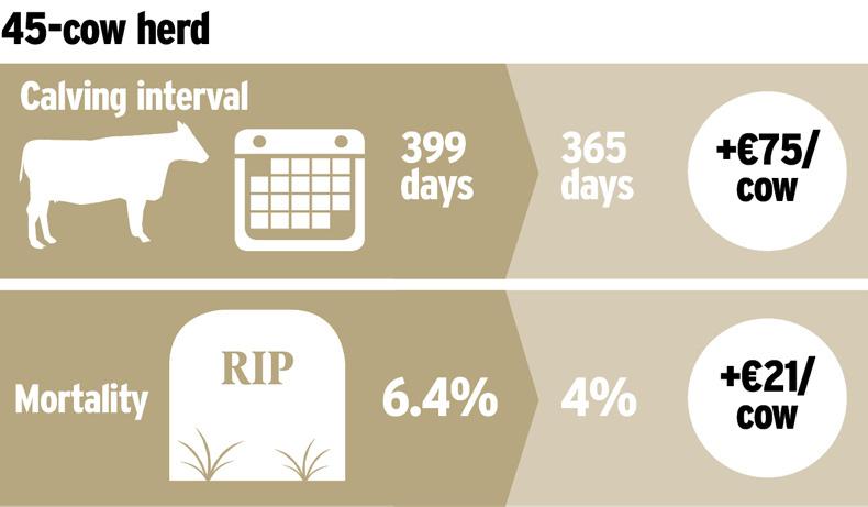 Reproducing the goods - getting the cow back in calf - Free