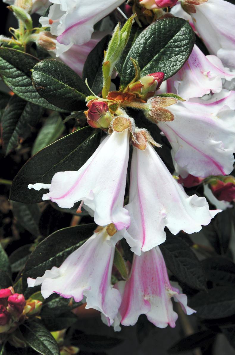 Fragrant rhododendron - a sweet touch to the garden - Premium
