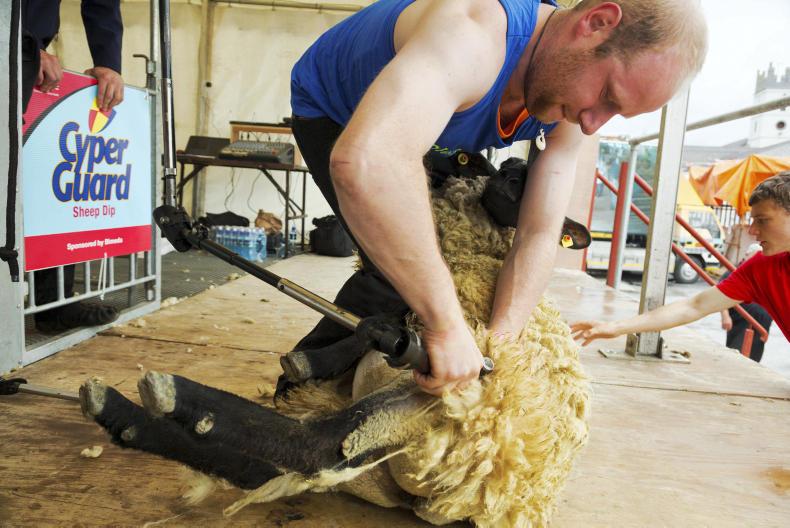 Top speeds of 45 seconds per sheep at the Connacht Sheep Shearing ...
