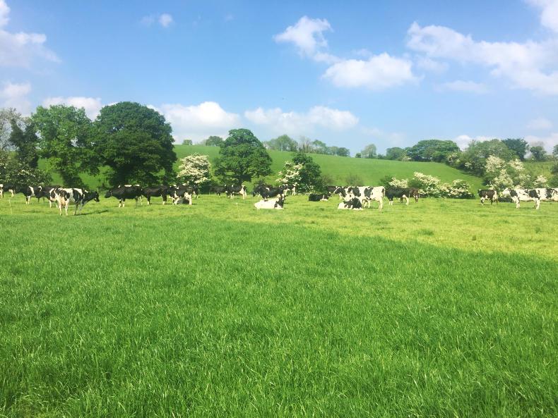 Watch: mid-year update from zero-grazing Dairylink farm in Co Tyrone ...