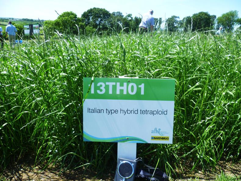Big yield boost from Italian and hybrid grass - Premium