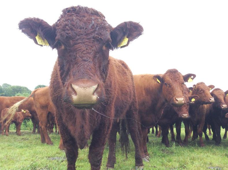 Herd profile: Knottown Salers - Premium