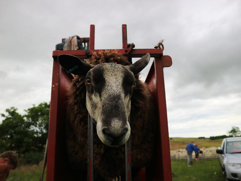 Irish Farmers Journal – For the Latest Farming News in Ireland