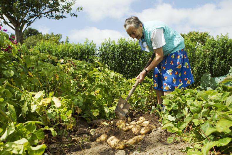 Lily's Garden: Ploughin' on with Lily Champ - Premium